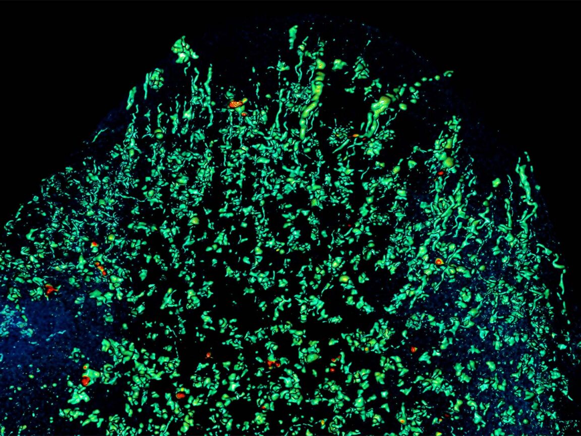 Biologia integrativa – Laboratório Nacional de Biociências